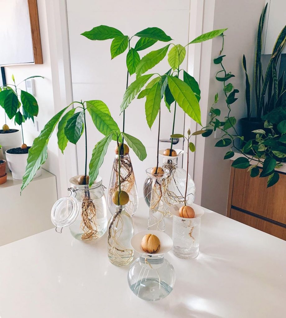 Grow a avocado plant - Australian Avocados