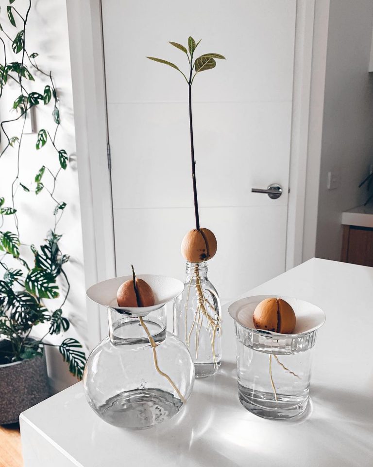 Grow a avocado plant - Australian Avocados